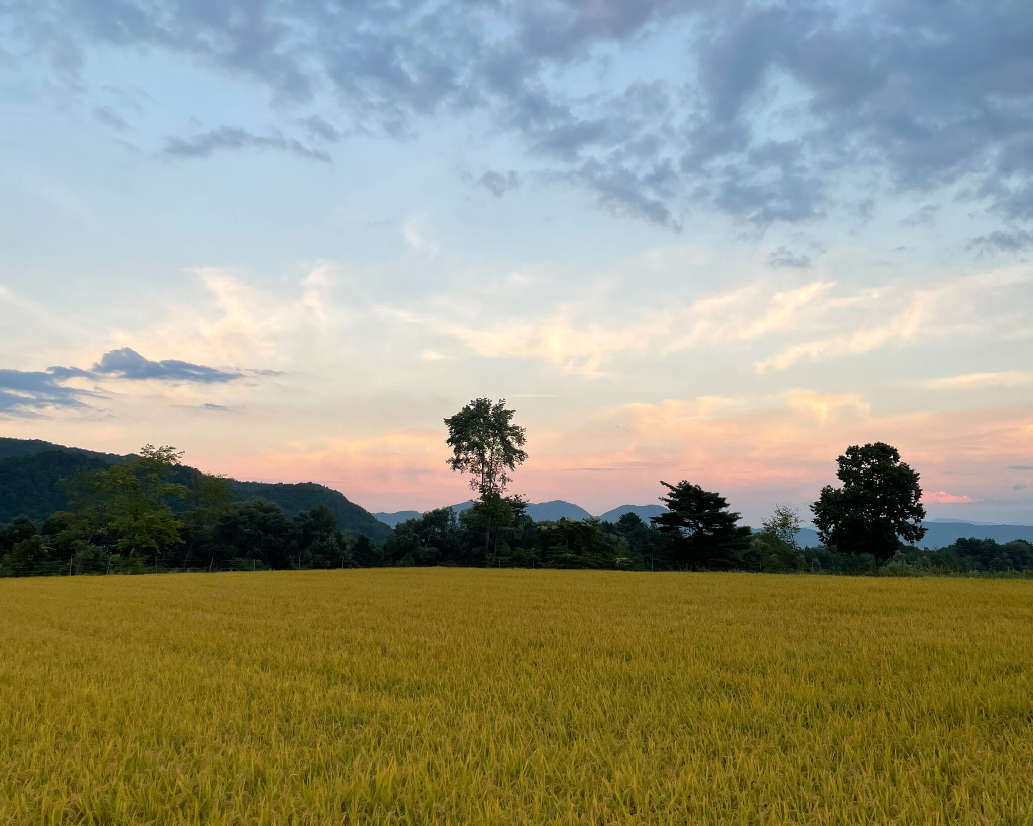 Pros and Cons of living in the Japanese countryside | Country Life Japan